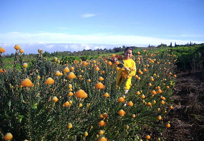 Flower Farm Maui Hawaii | Best Flower Site