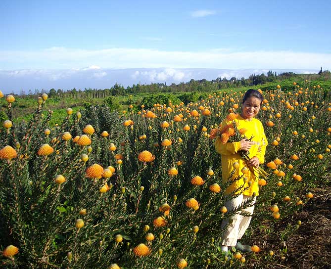 Flower Farm Maui Hawaii | Best Flower Site